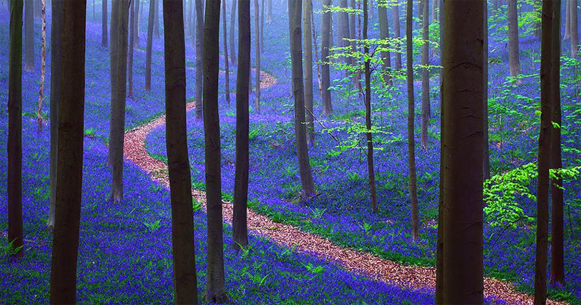 19+ forêts mystérieuses dans lesquelles tu aimerais te perdre