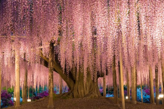 Au Japon, cet arbre a 144 ans et donne l'impression d'être sous un ciel ...
