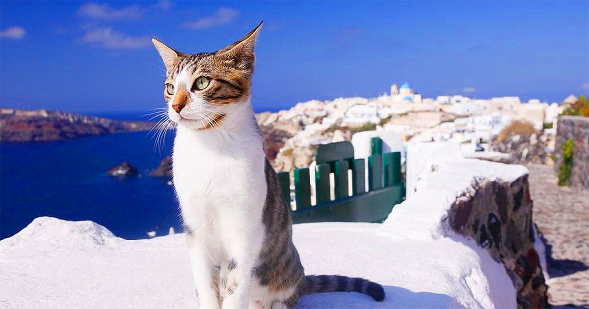 Tu peux être payé pour t’occuper de 50 chats sur une île grecque